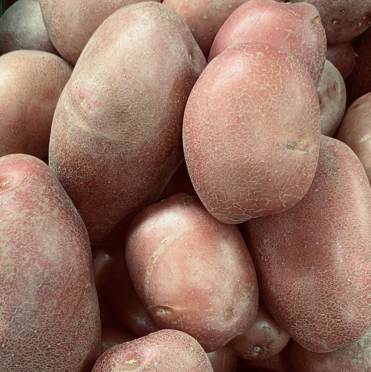 Potatoes washed reds 1.5kg – The Online Greengrocer