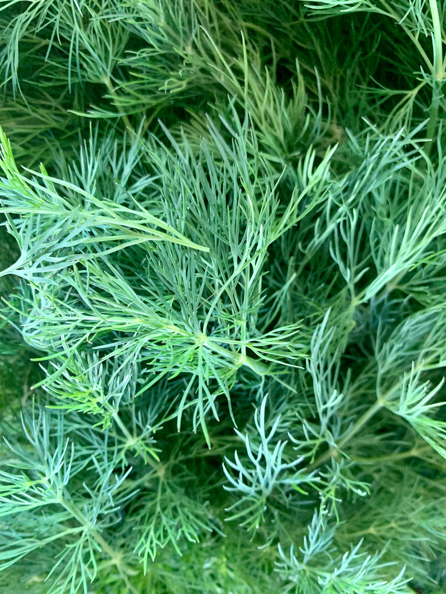 Dill - bunch – The Online Greengrocer